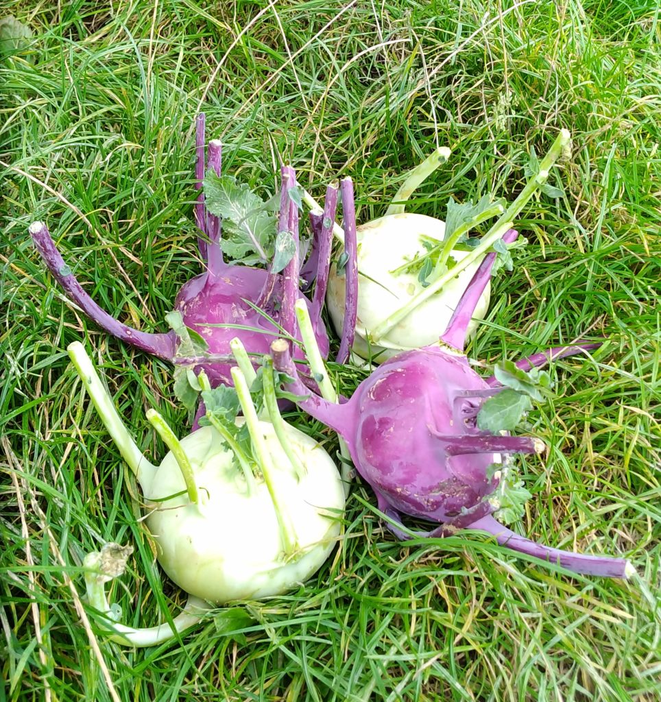 Chou rave (La pièce) - La ferme du pavé