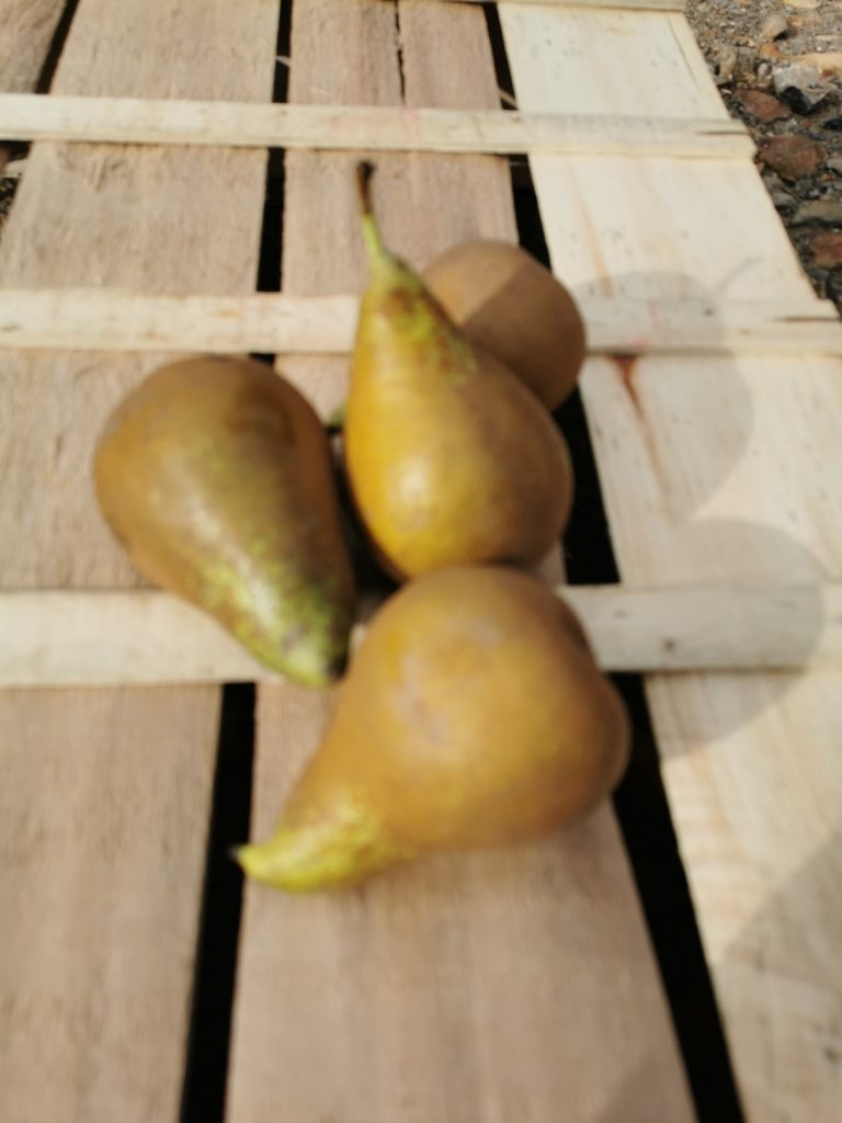 Poire Conférence (500g) Bio France - La ferme du pavé