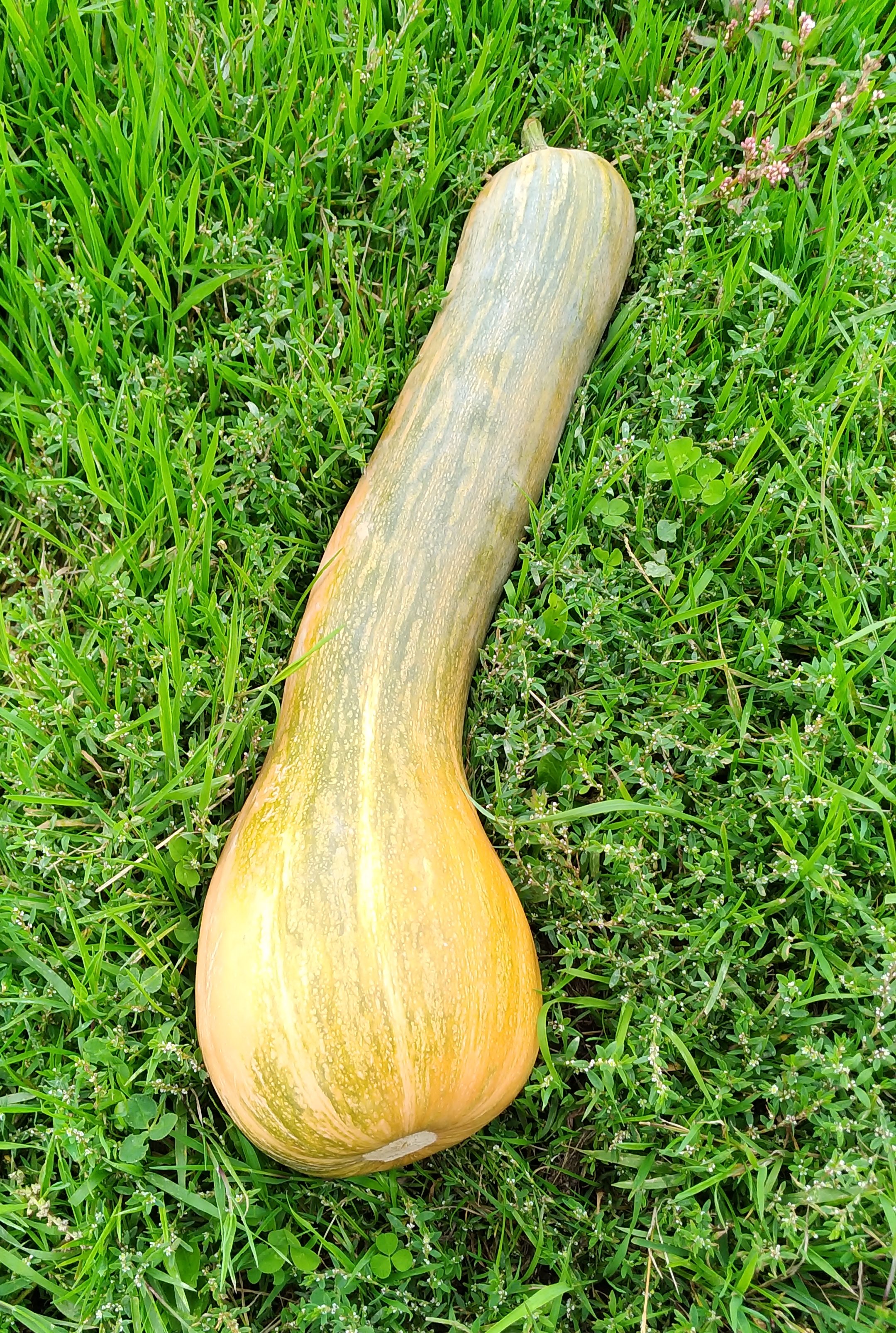 Courge longue de Nice (la pièce) - La ferme du pavé