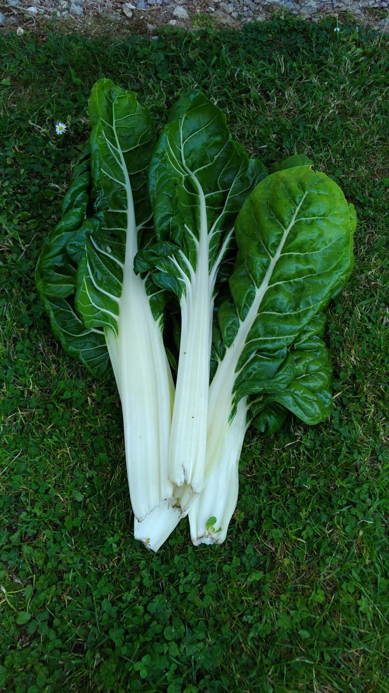 Blette (la botte de 500g) - La ferme du pavé